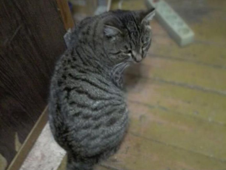 Котик-тюфяк