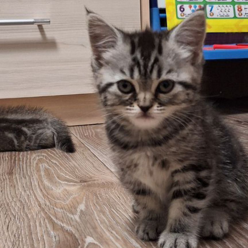 Британские котята
