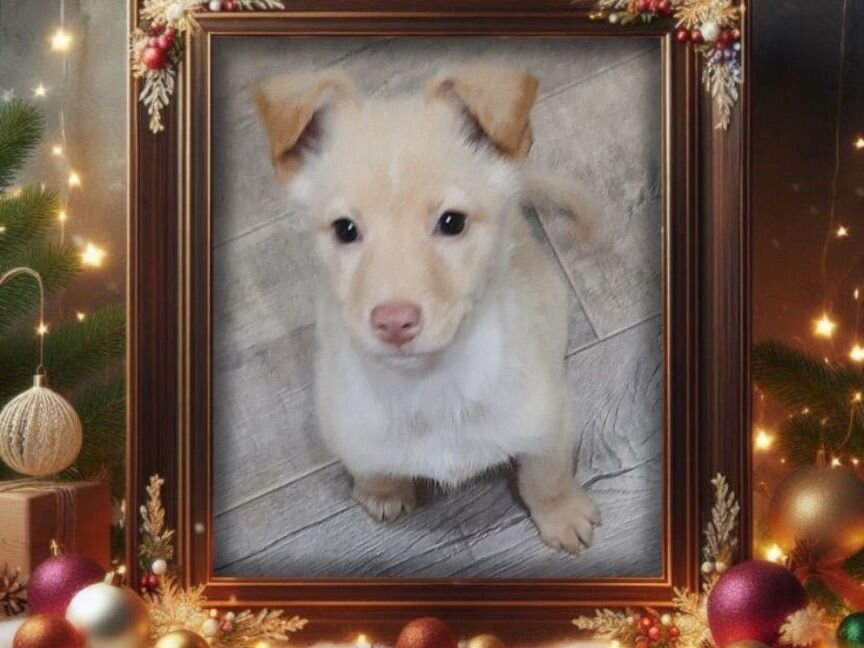 Щенок мальчик