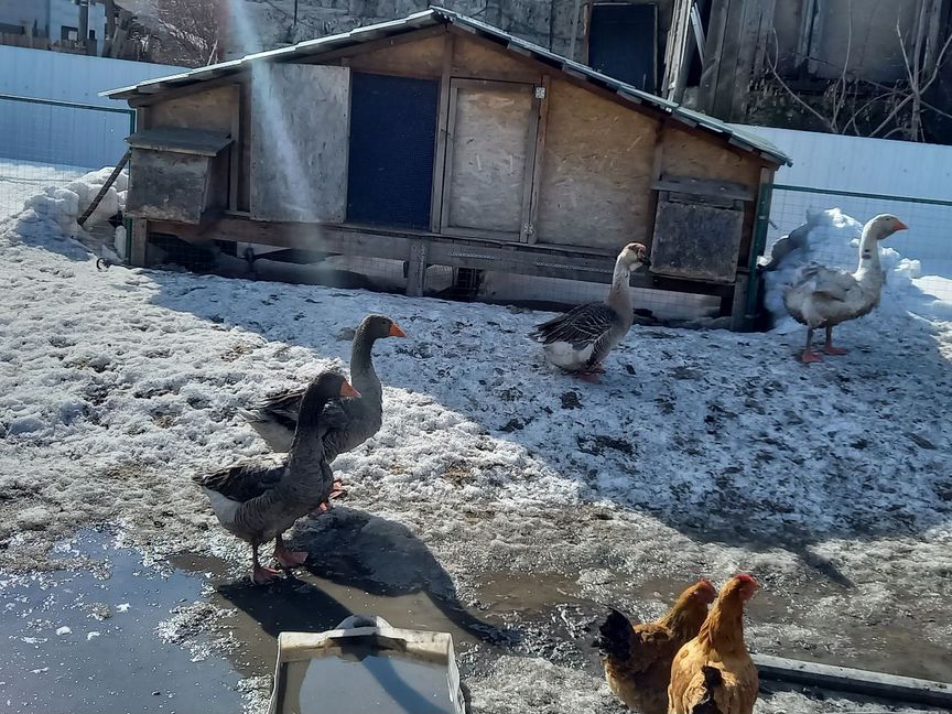 Гуси холмогоры чистые