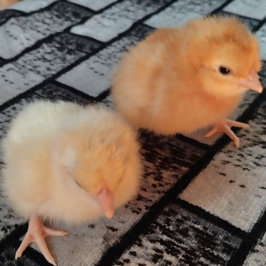 Цыплята несушки