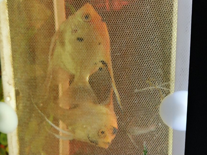 Аквариумные рыбки