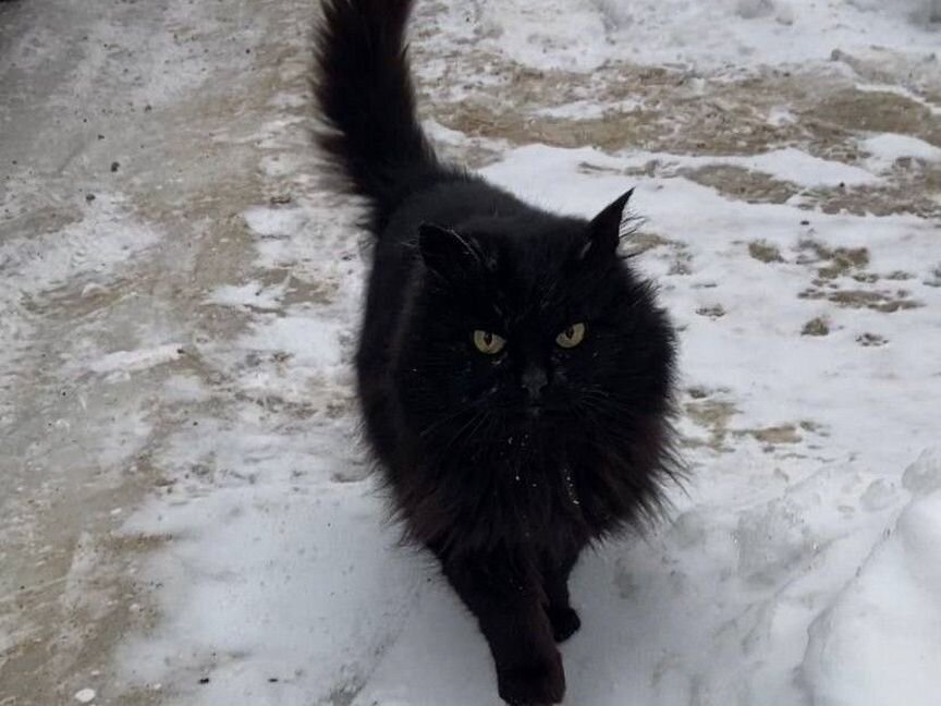 Спасите кошку Мусю
