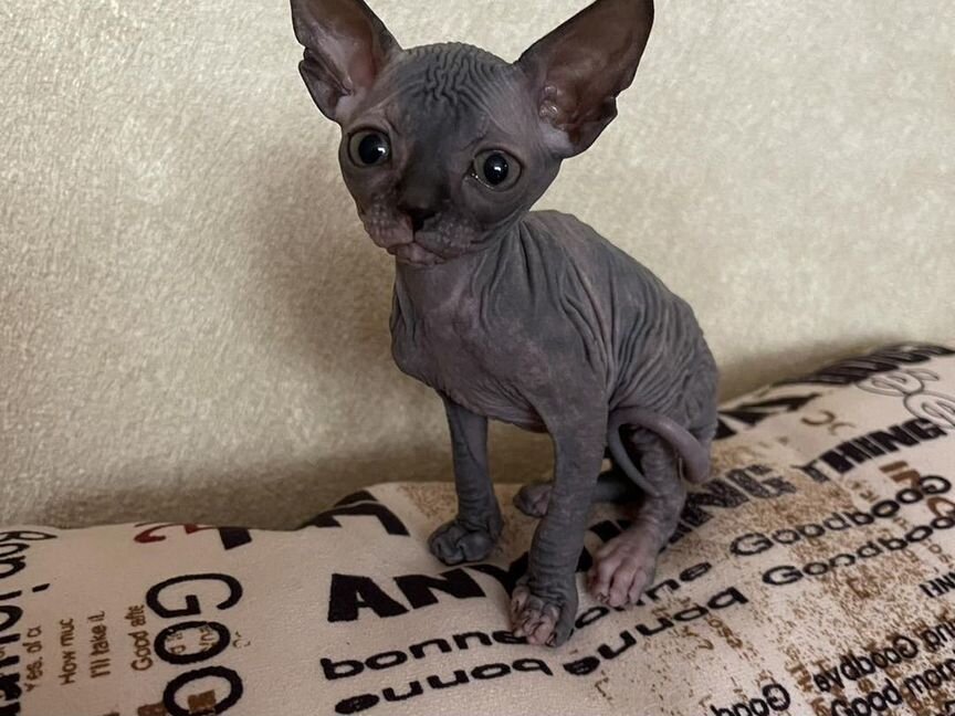 Канадский сфинкс