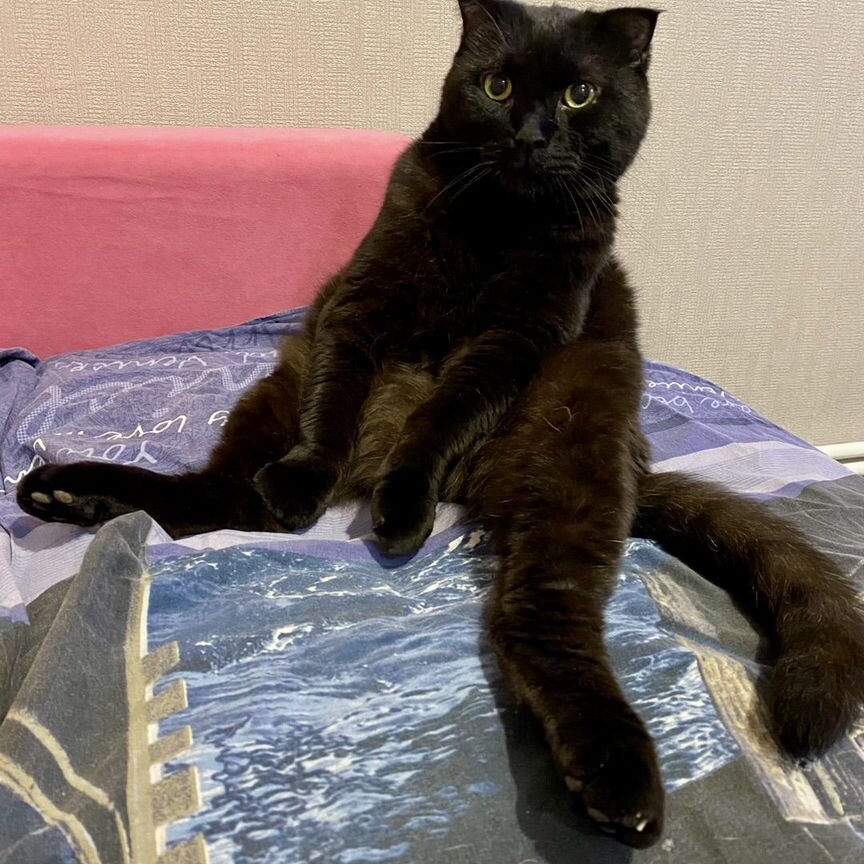 Кот в добрые руки