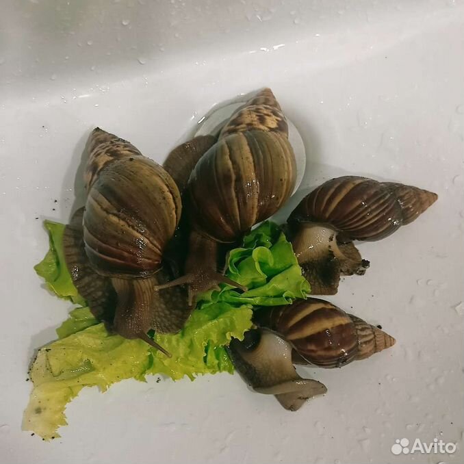 Детки улитки ахатины бесплатно