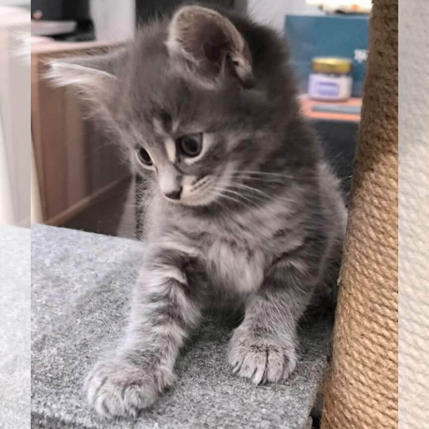 Котёнок в добрые руки