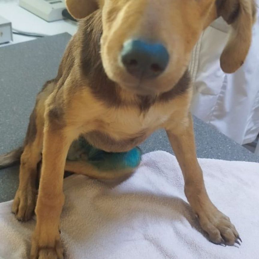 Щенок Сникерс, тот кого ты ждал)