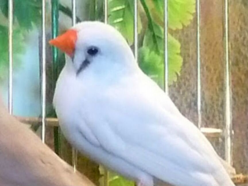 Амадины белые