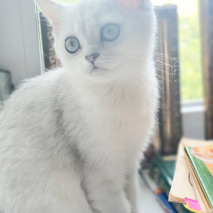 Шотландские котята серебристая шиншилла