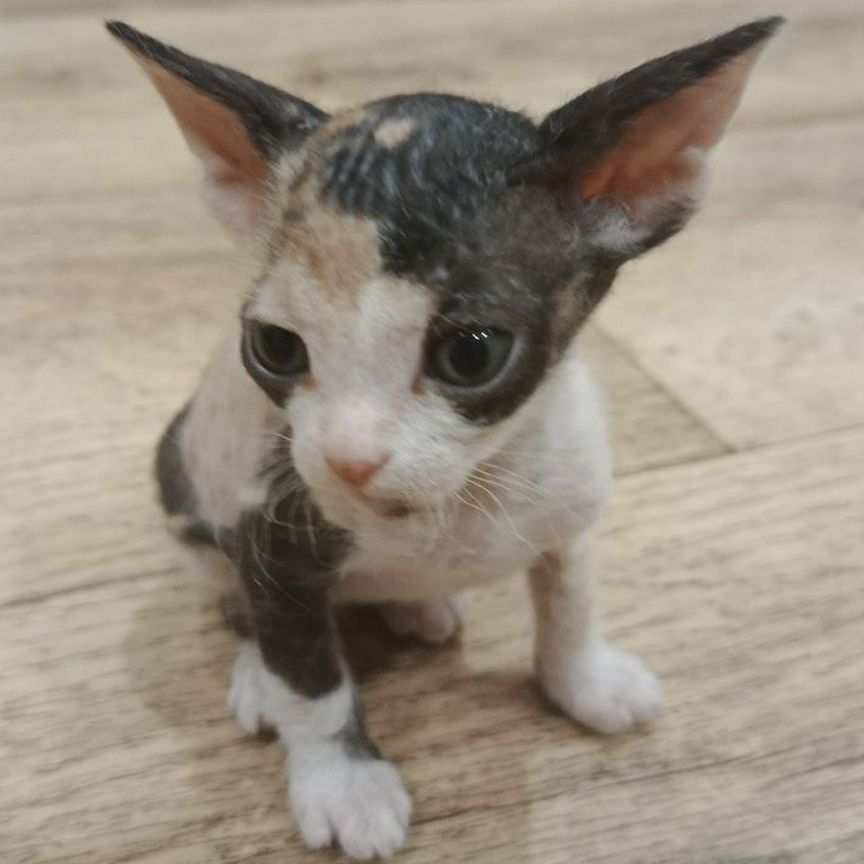 Канадский сфинкс котёнок