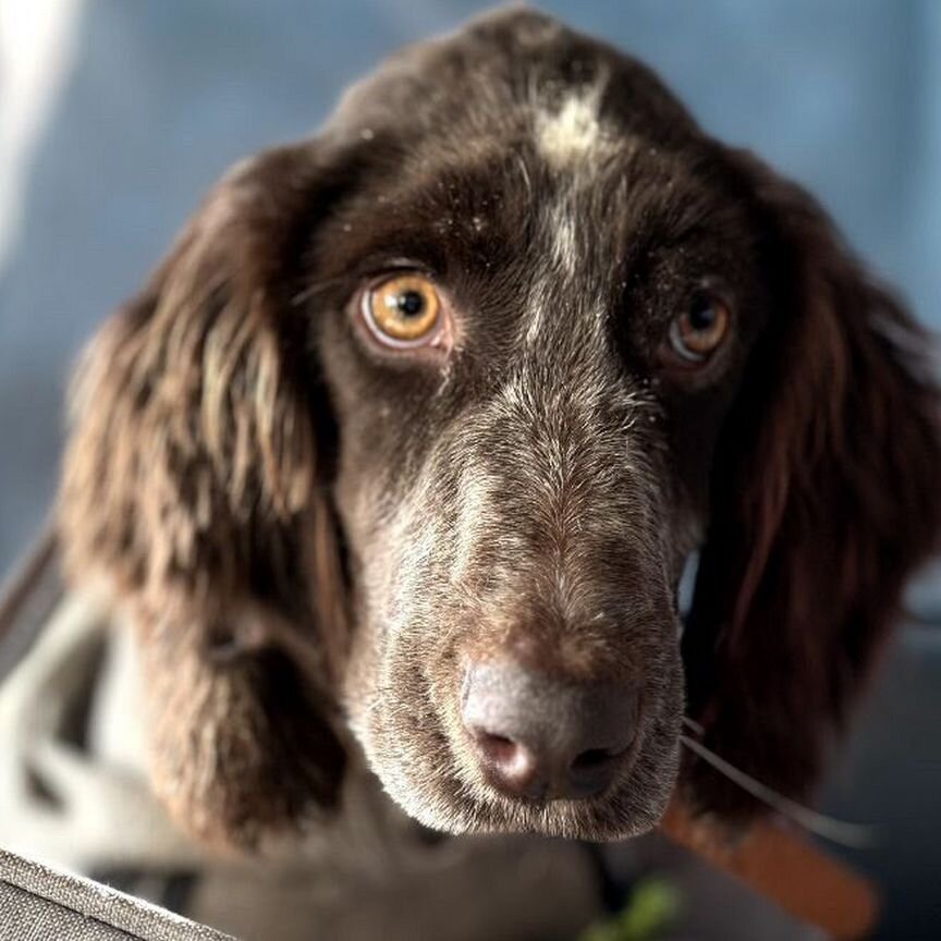 Взрослый пёс в добрые руки