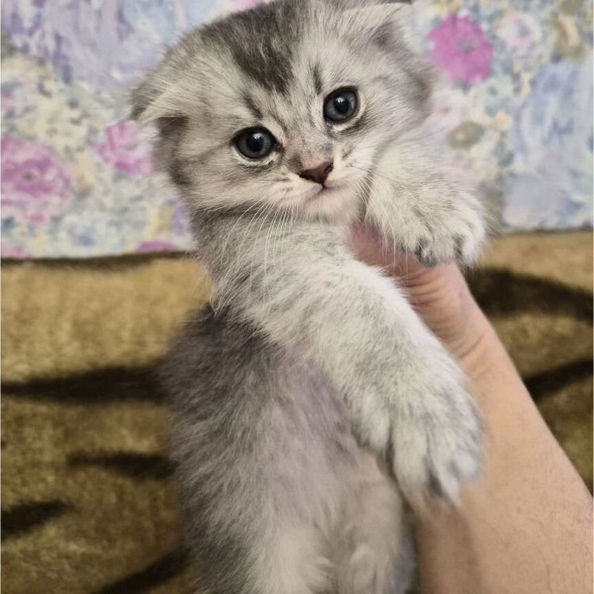Шотландский вислоухий длинношёрстный котёнок