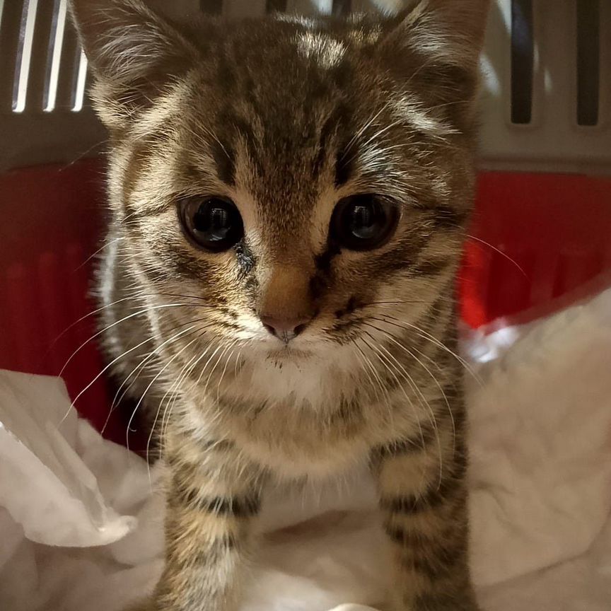 Нашли котенка нужен дом
