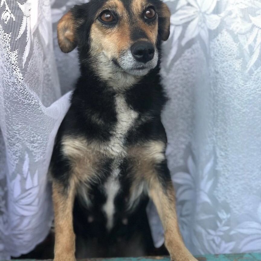 Отдам в добрые руки