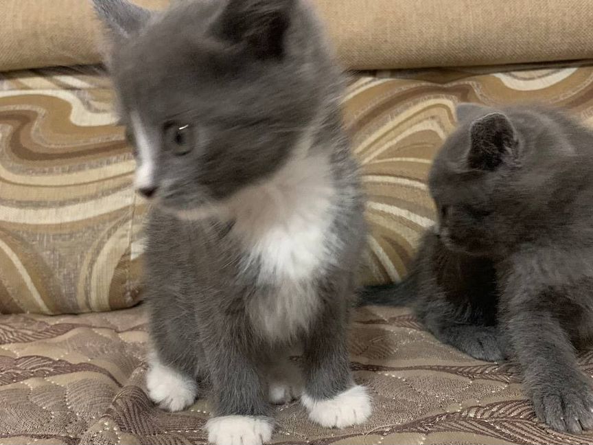 Котята в добрые руки
