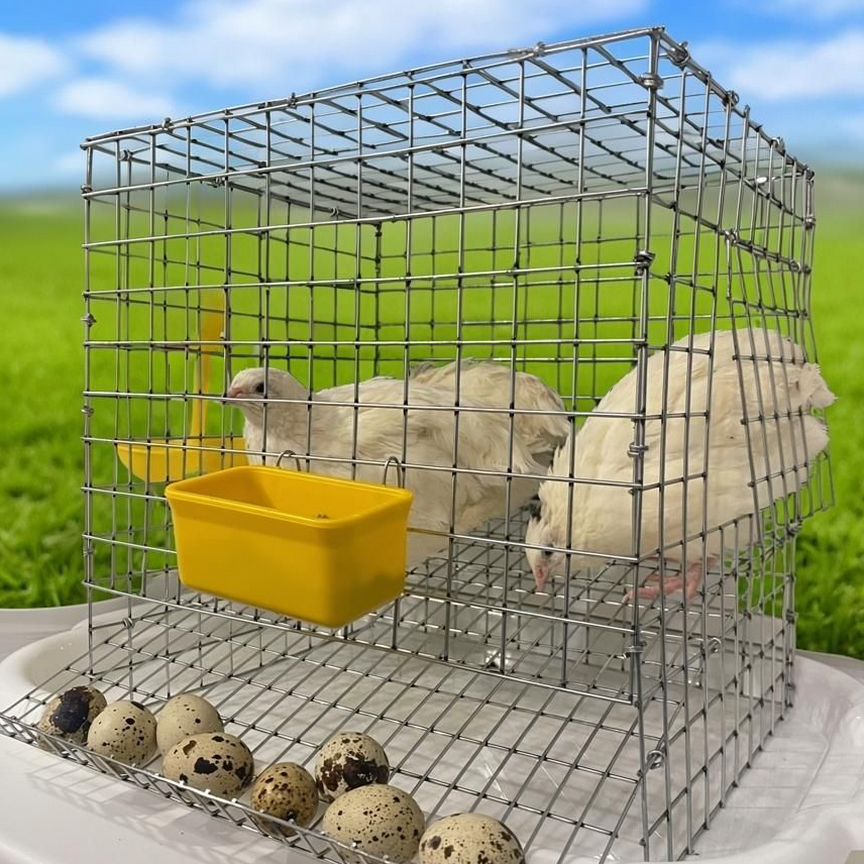 Клетки для перепелов