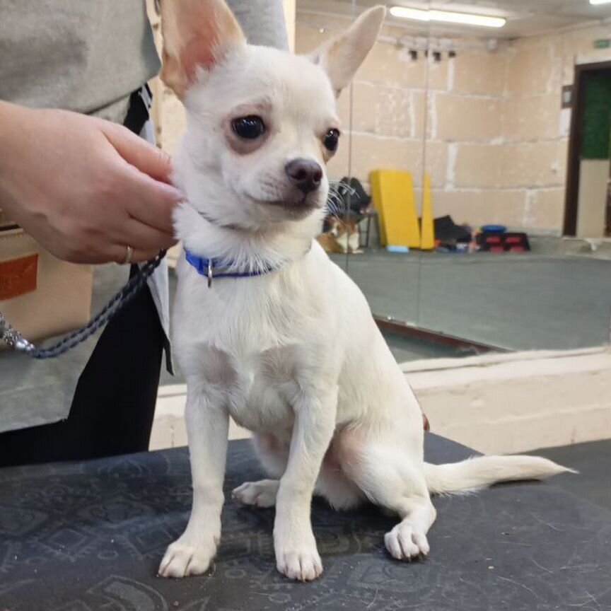 Чихуахуа, щенок