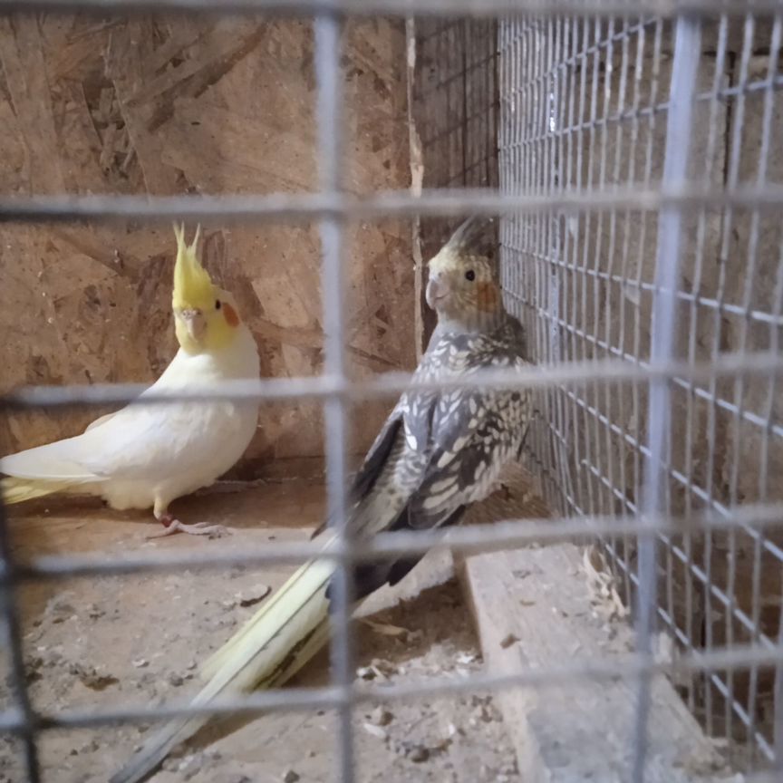 Попугай корелла