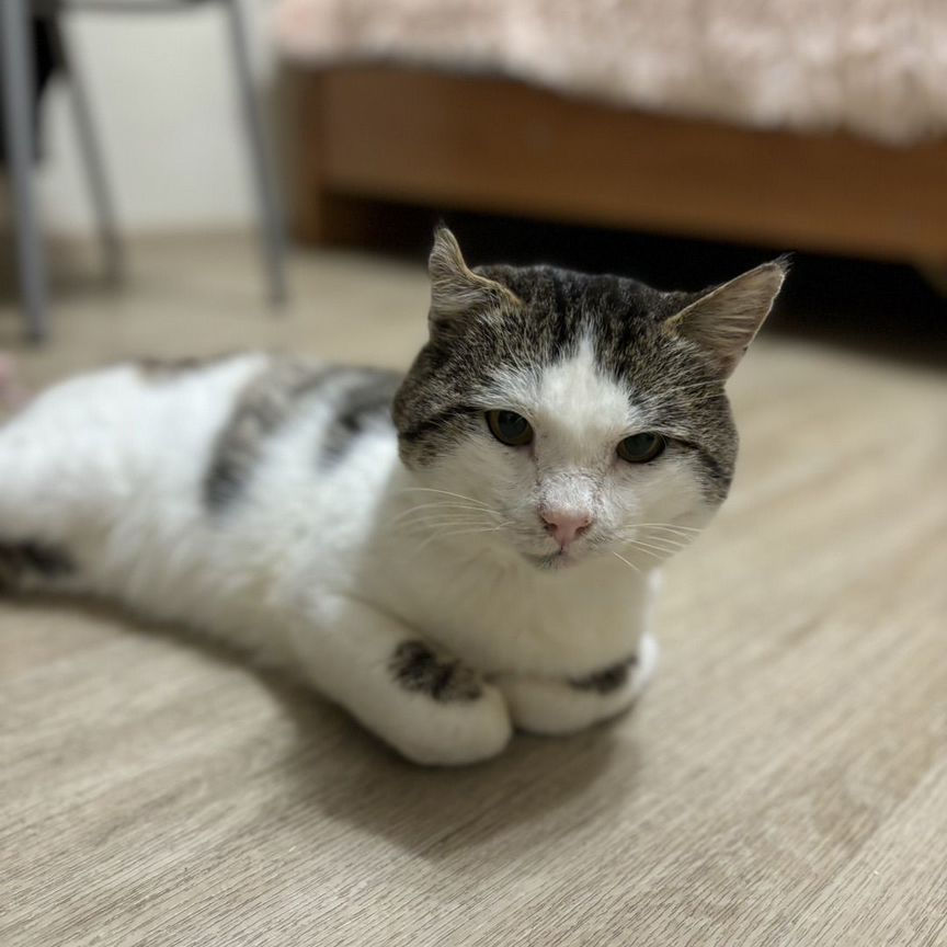 Ищем дом коту