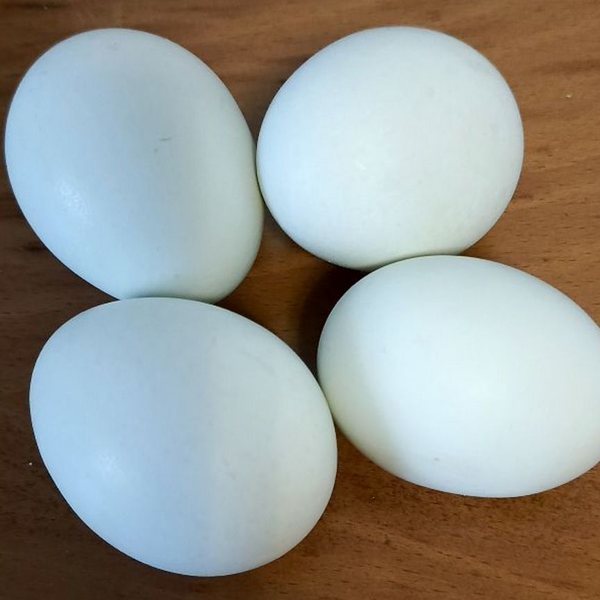 Инкубационное яйцо Легбар