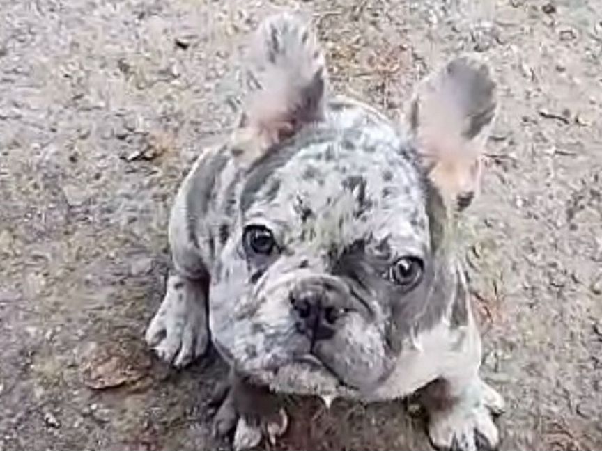 Маленькая француженка