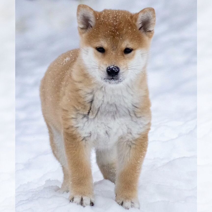 Сиба-ину, щенок