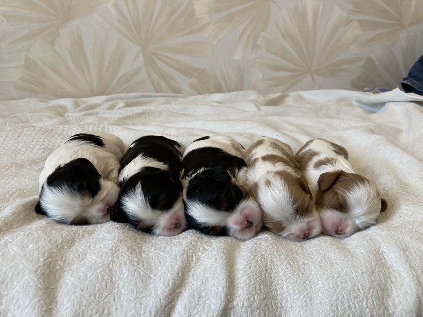 Щенки кавалер кинг чарльз спаниель