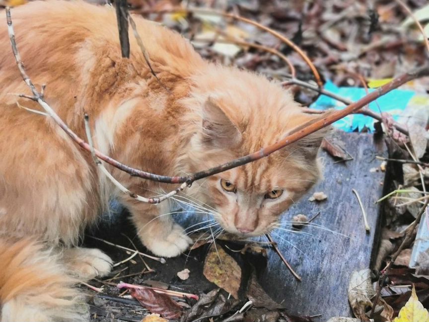 Котенок в добрые руки