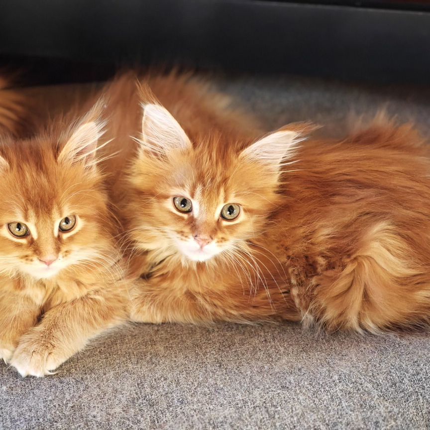 Котята мейн-кун