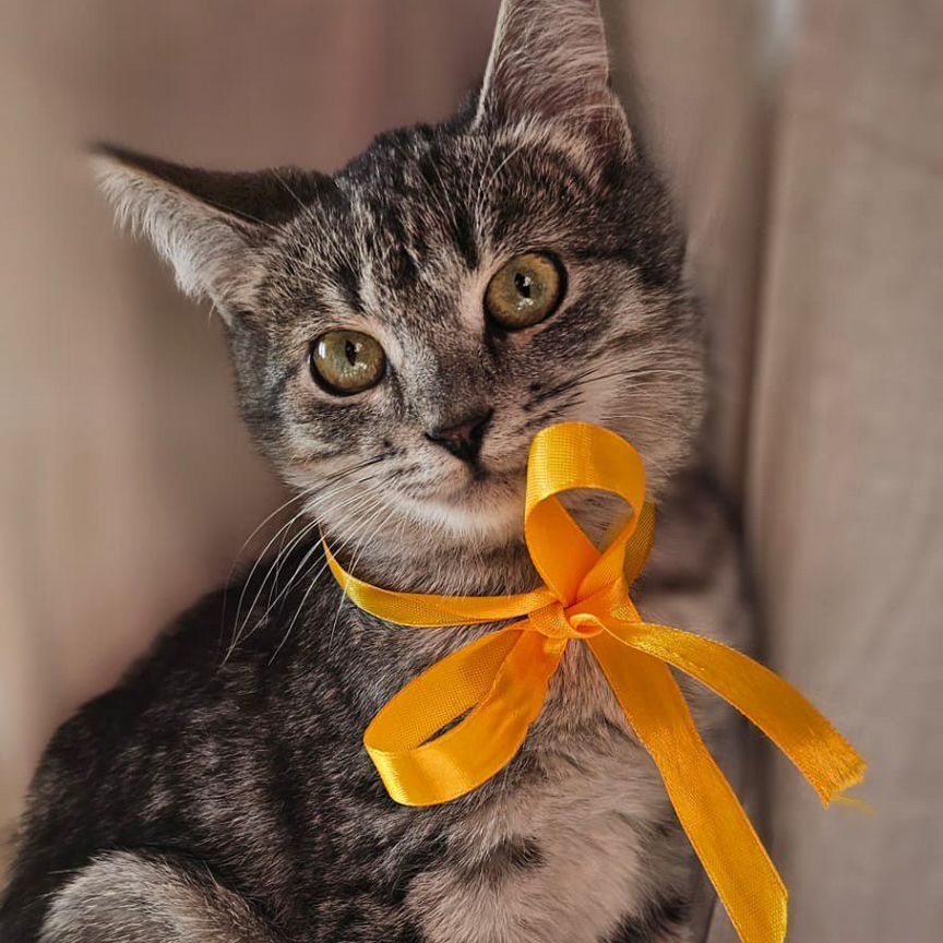 Котенок