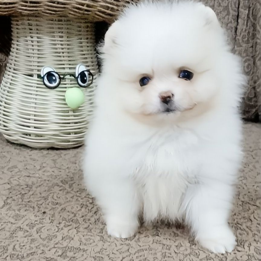 Померанский шпиц, щенок