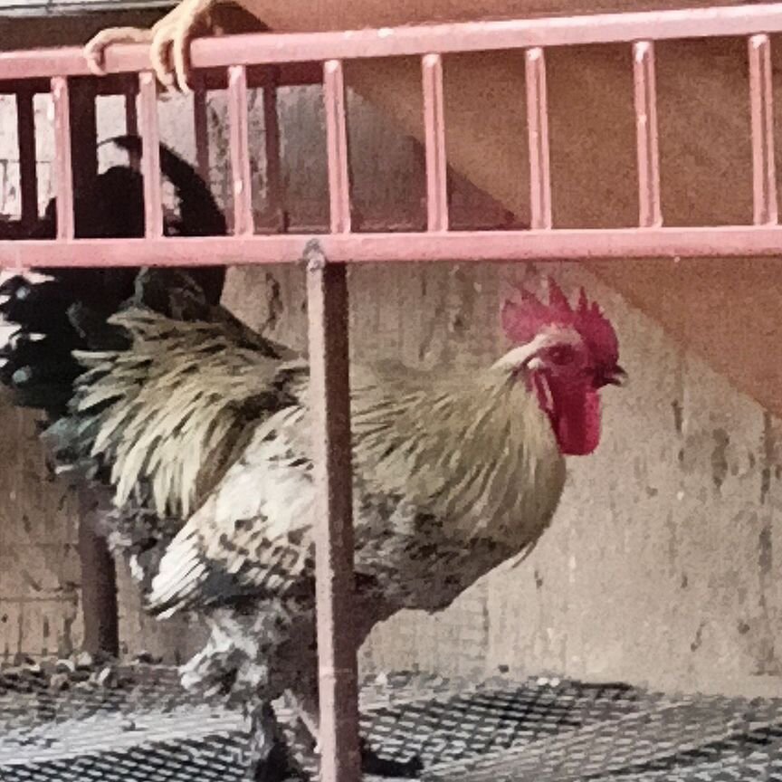 Петухи Минорка,Маран,Виандот