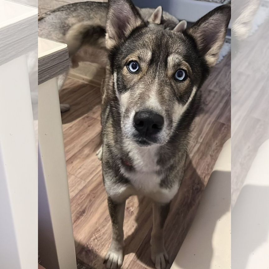 Сибирский хаски бесплатно