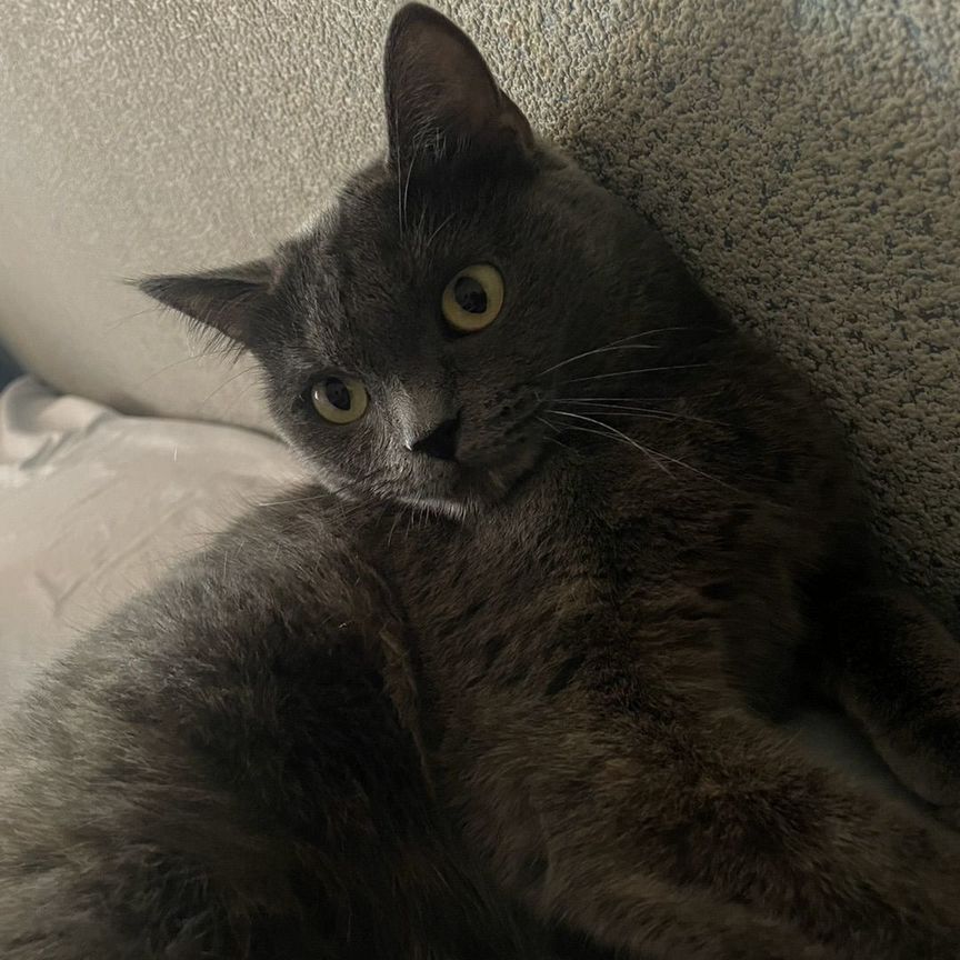 Отдам кошку в добрые руки