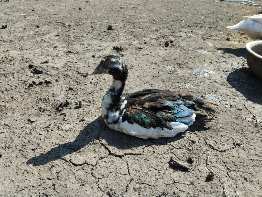 Продам индоуток(Шипунов)