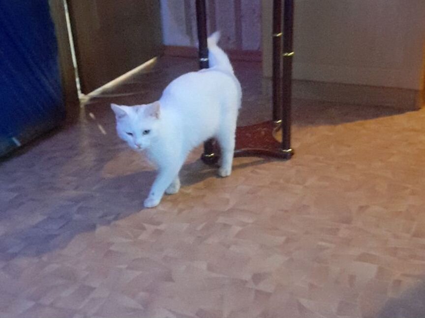 Белый котик может оказаться на улице