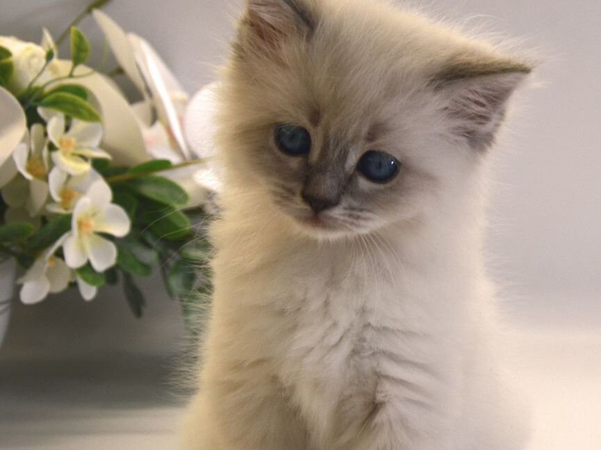 Невские маскарадные котята