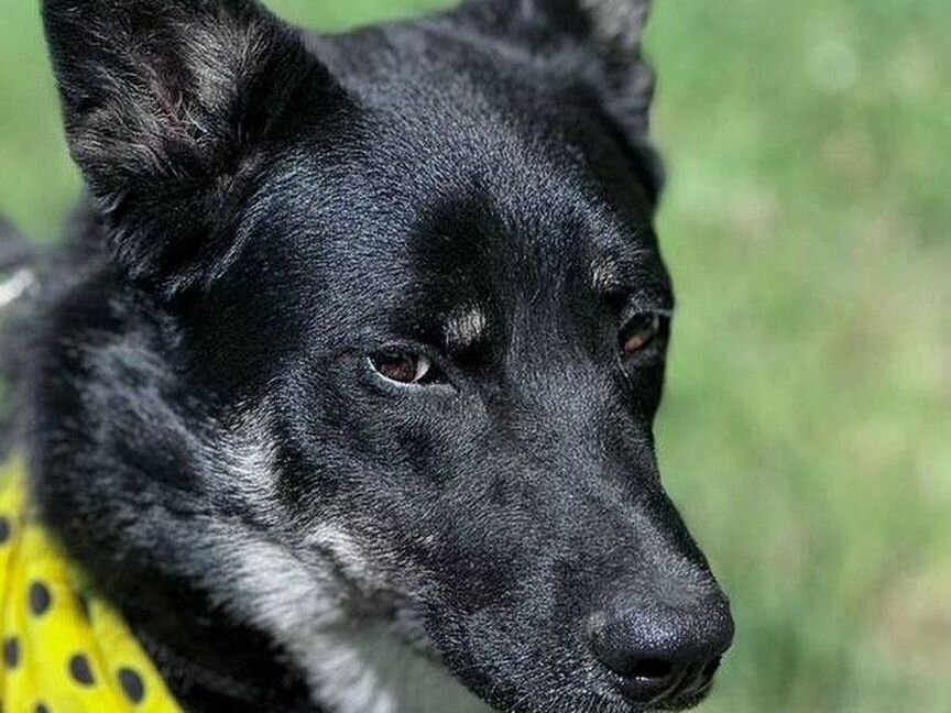 Собака пёс в добрые руки