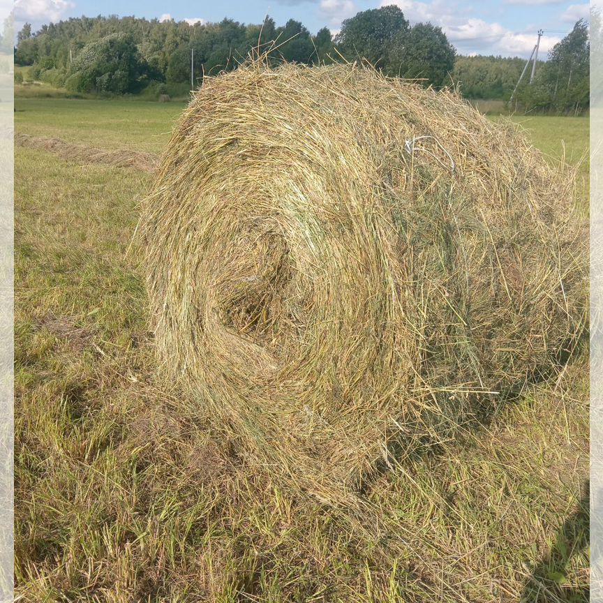 Продам сено 2025г