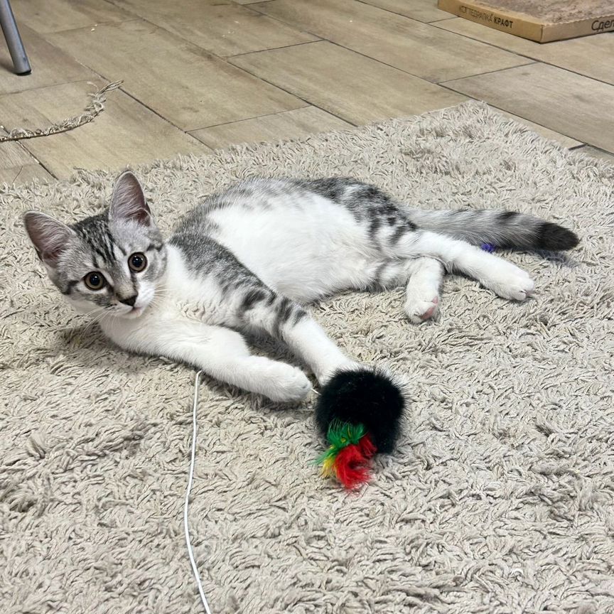 Котенок Зайчик (4 мес.) в поисках семьи