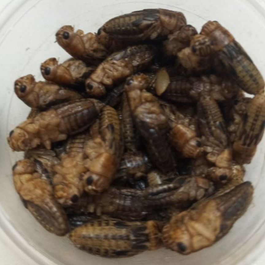 Стриж премиум. Сверчки замороженные