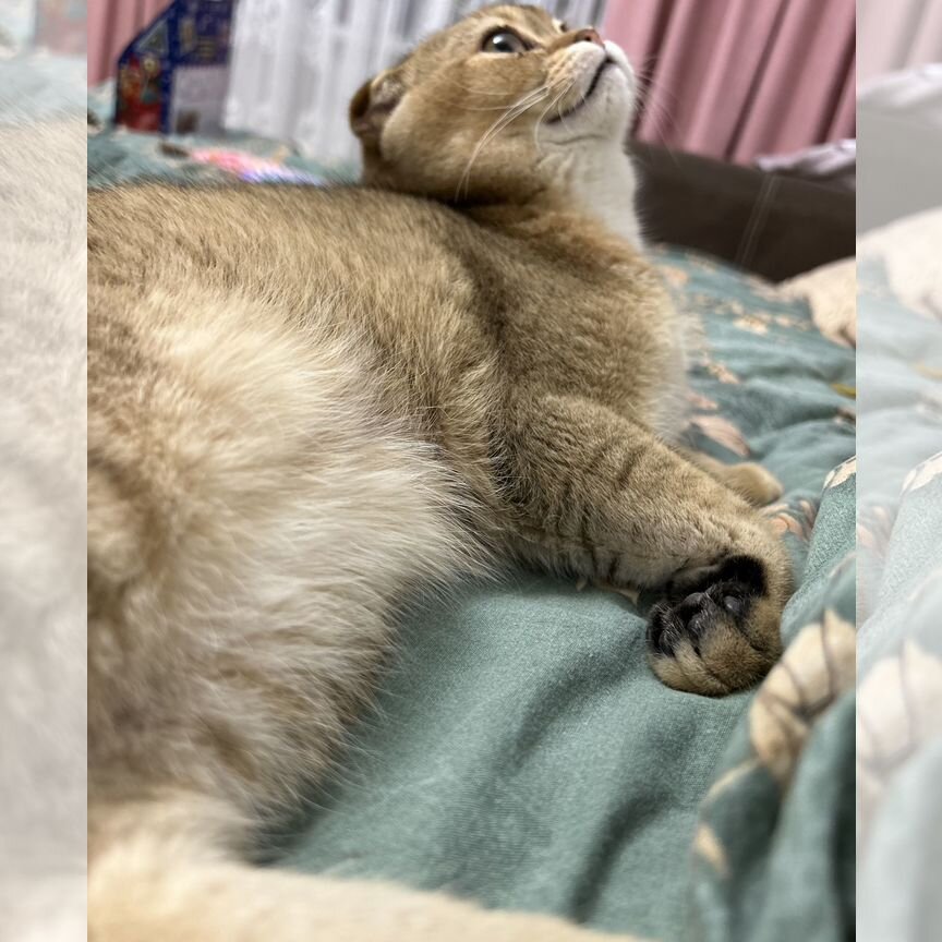 Шотландский вислоухий отдам в добрые руки