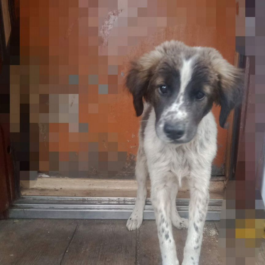 Щенок в добрые руки отдам бесплатно