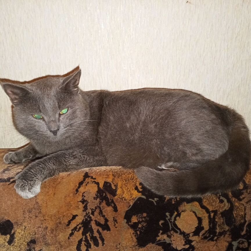 Домашние животные кошки