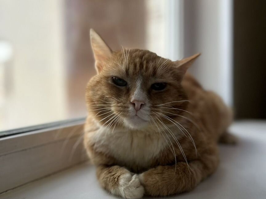 Кот