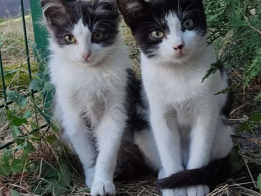 Отдам прекрасных котят, 4 месяца