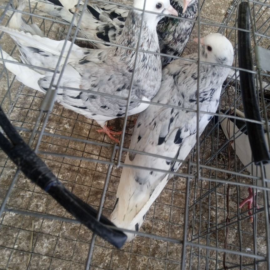 Бакинцы старопородные