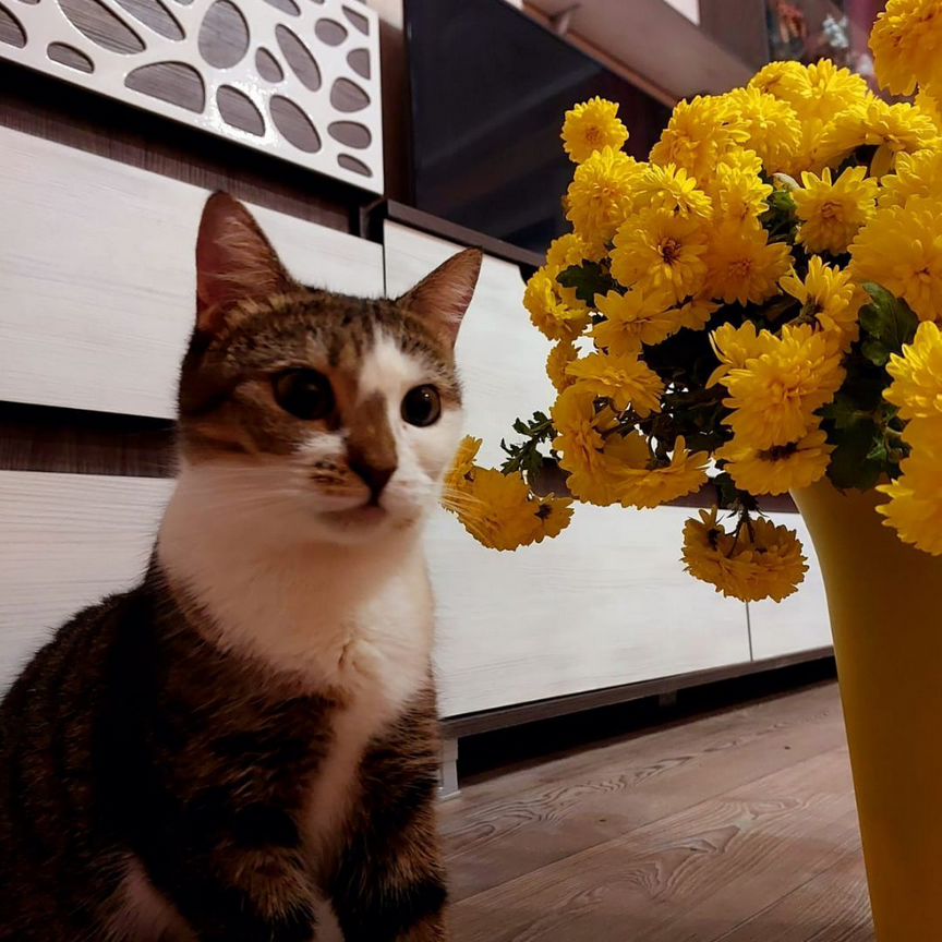 Зара котенок в добрые ручки