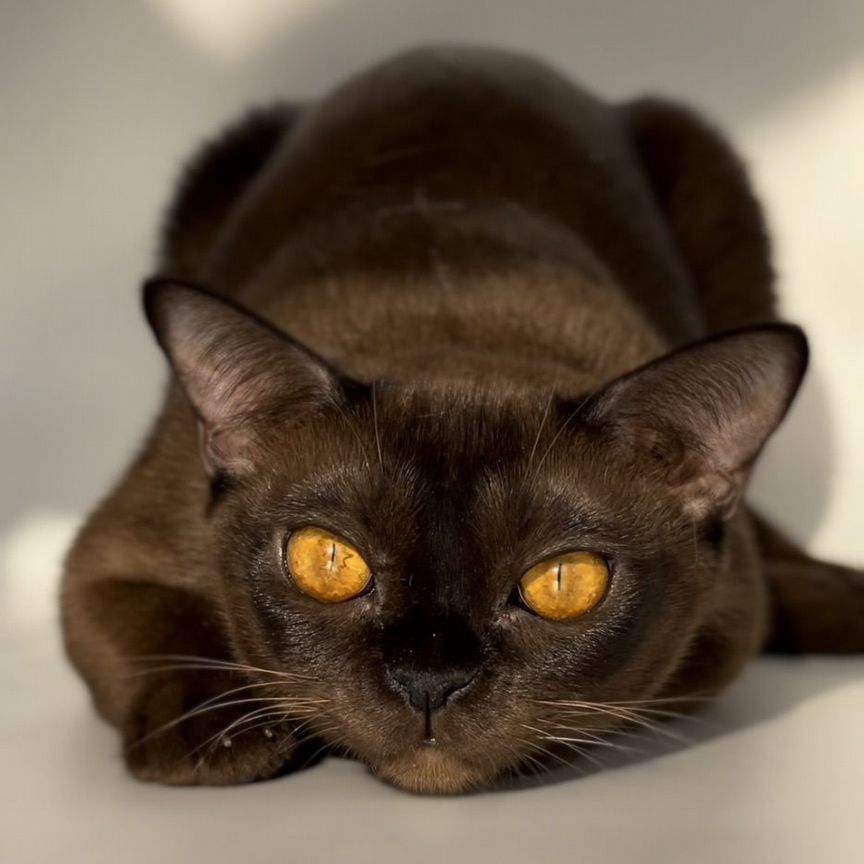 Бурманский мальчик в разведение